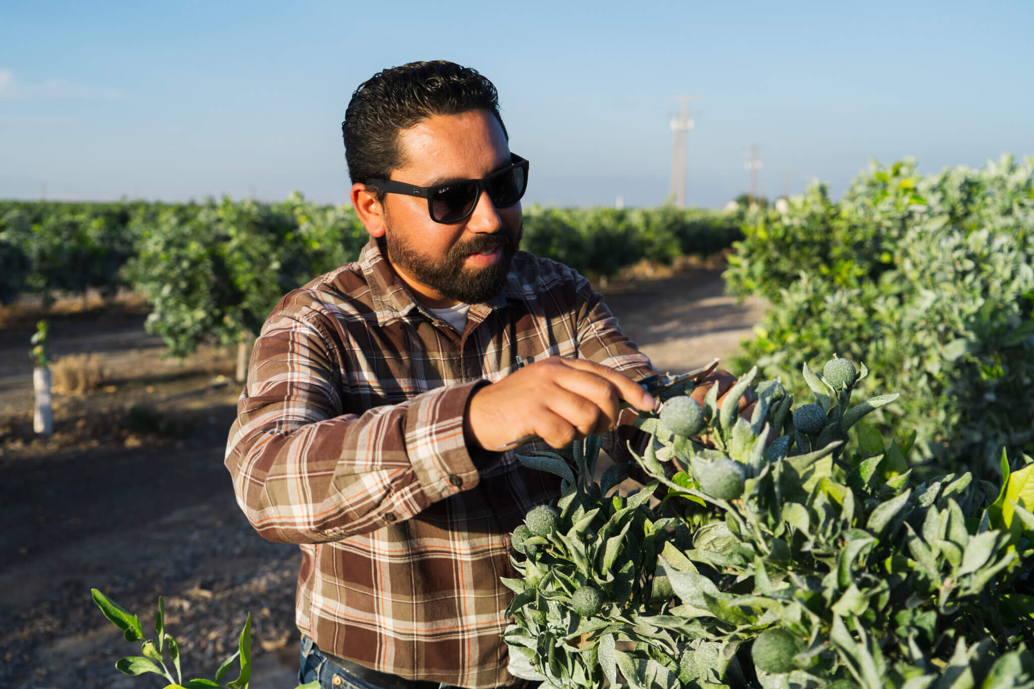 Crop Management Company improves working efficiency by 28% in citrus ...